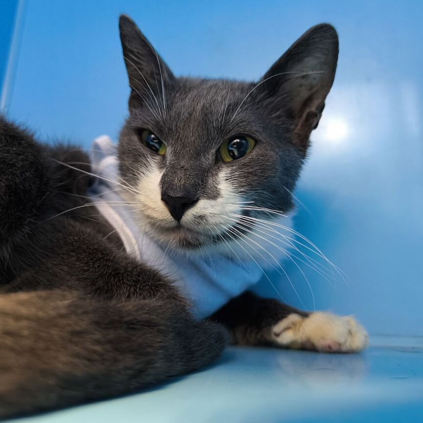 Взрослая кошка в добрые руки