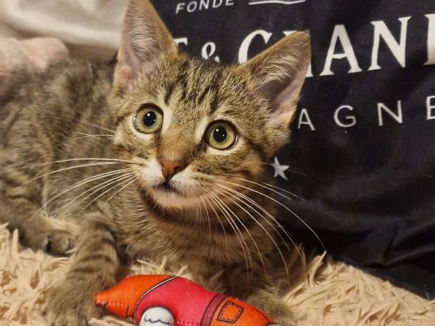 Кот Артемий ищет дом