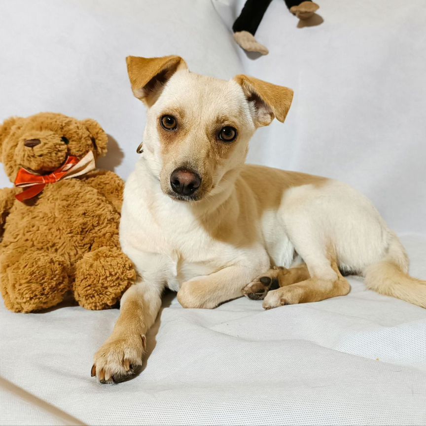 Чудесная мелкая собачка, девочка