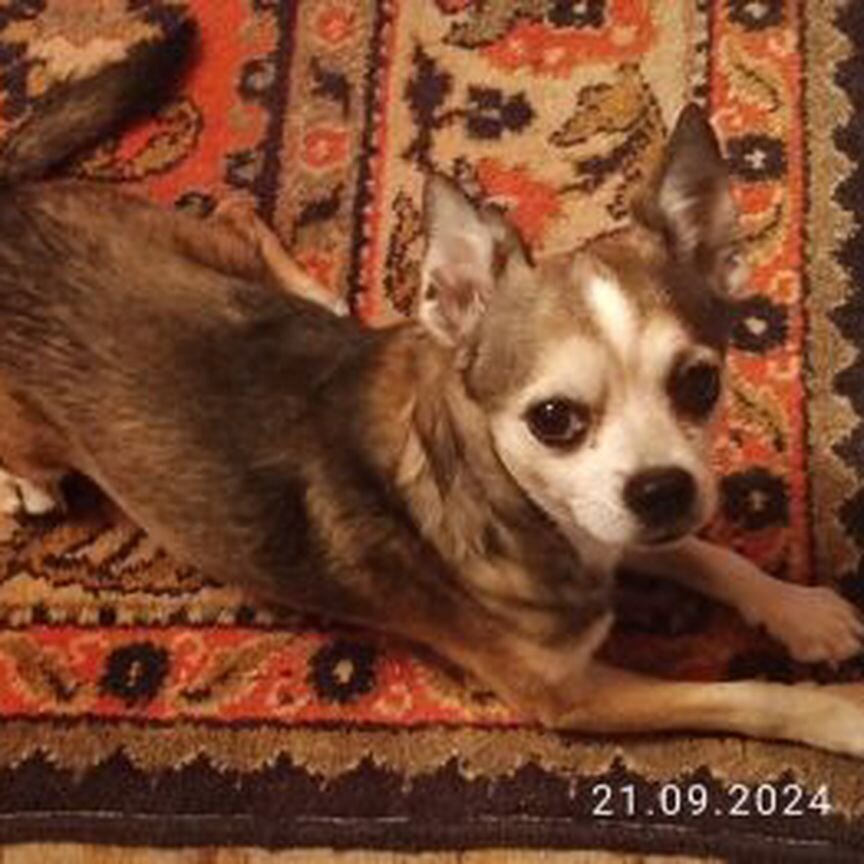 Нужен дом для осиротевших маленьких собачек