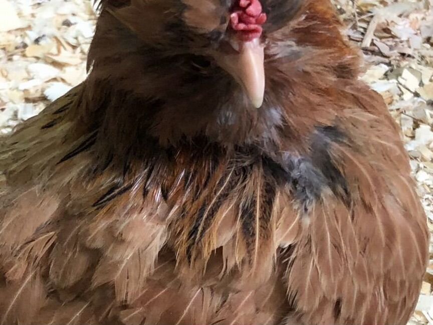 Семья Алтайской Бентамки