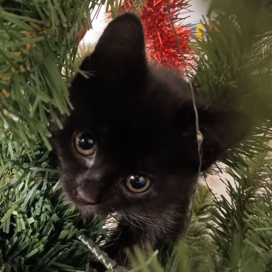 Русский голубой котёнок