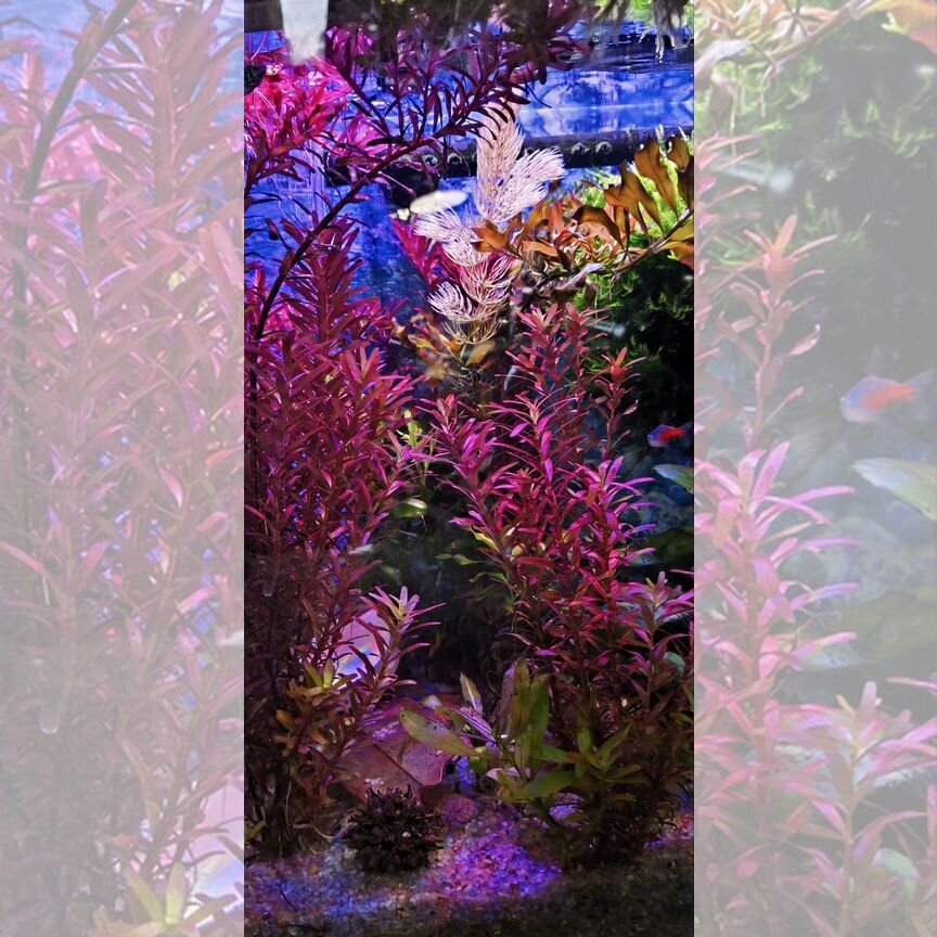 Ротала красная