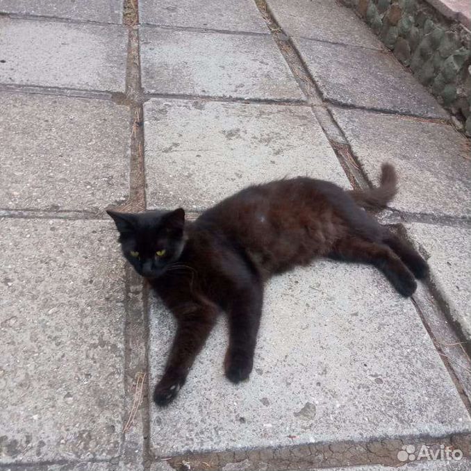 Черный пушистый котик