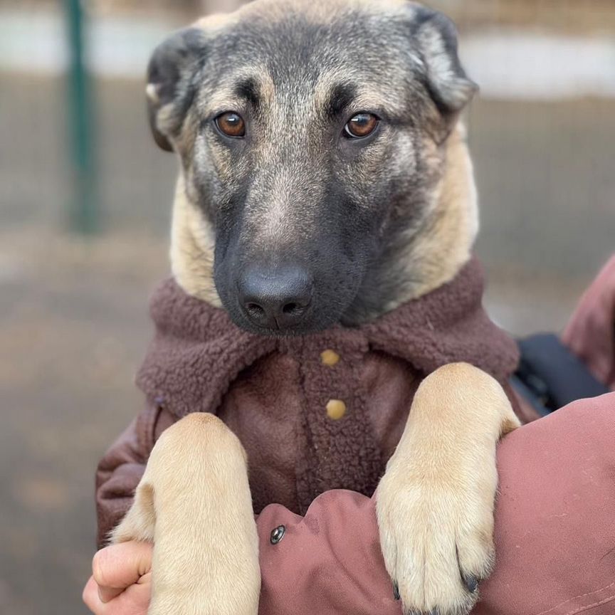 Собака подросток из приюта