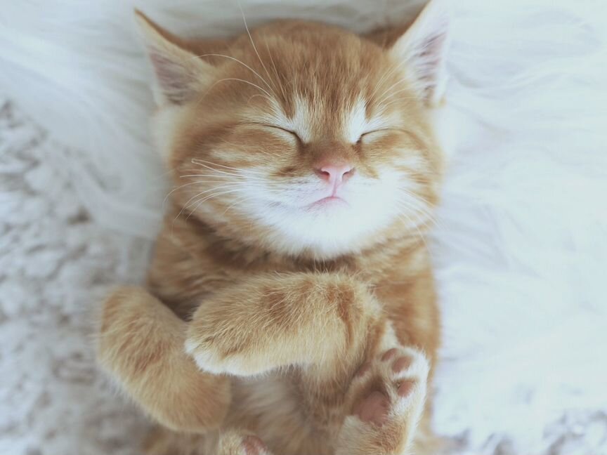 Рыженький ангелочек котенок