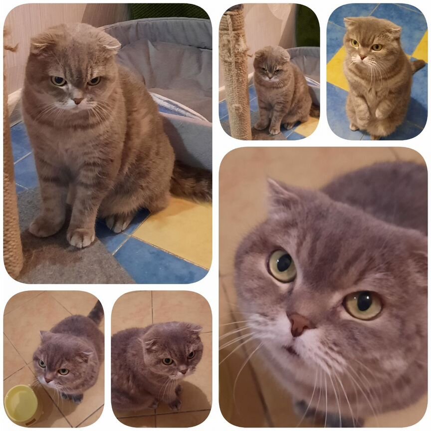 Ищу дом вислоухой кошке