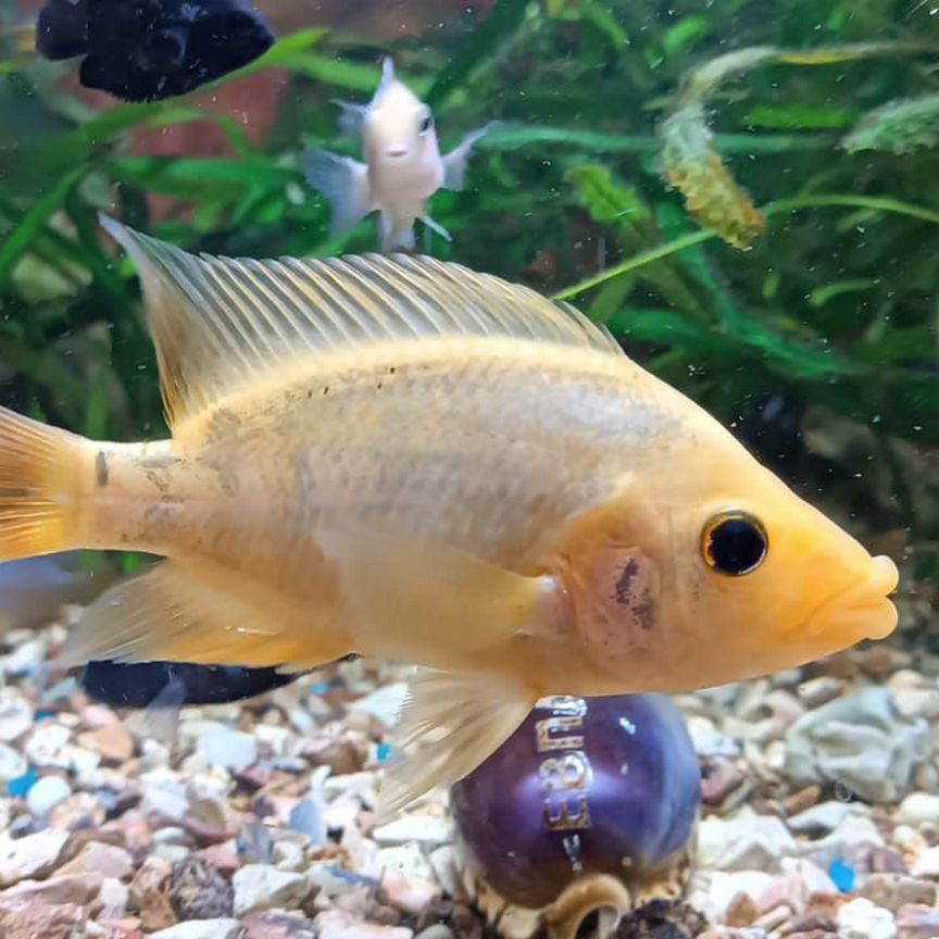 Рыбка Цитрон, Мультиспиноза