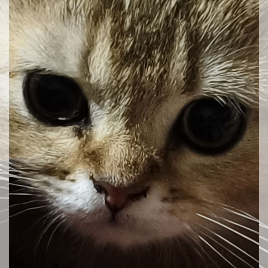 Шотландский прямоухий короткошёрстный котёнок