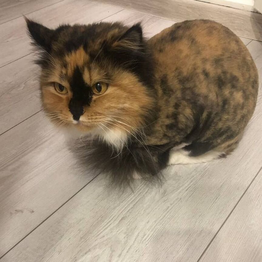 Сибирская, взрослая кошка