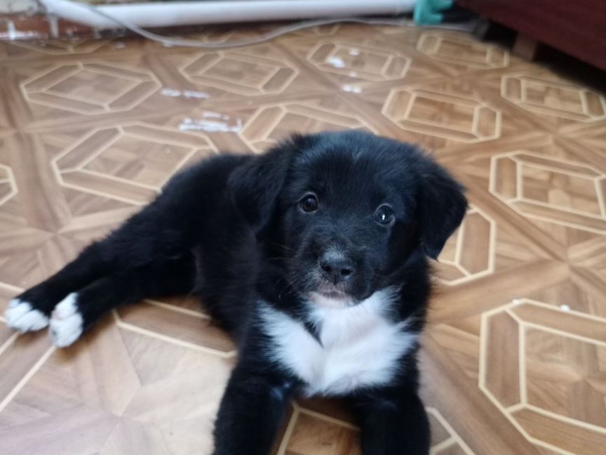 Собака в добрые руки отдам в месте с клеткой