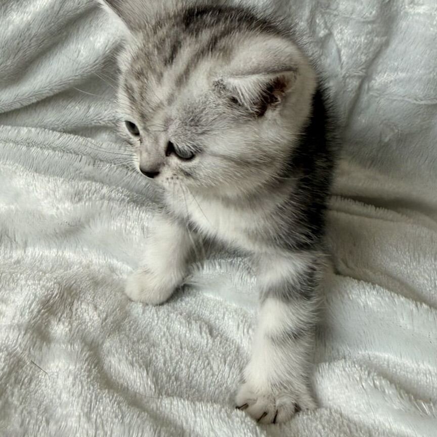 Британский длинношёрстный котёнок