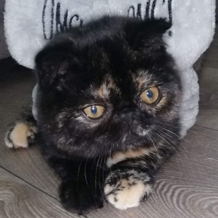 Экзотическая короткошерстная кошка