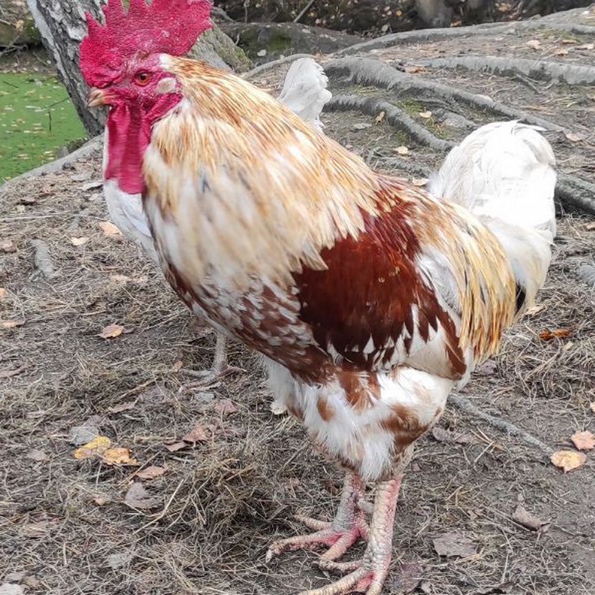Петух