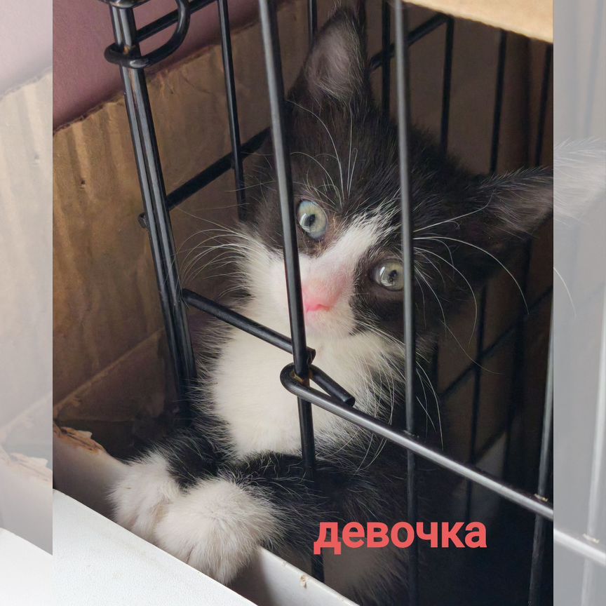 Котята-домовята в добрые руки