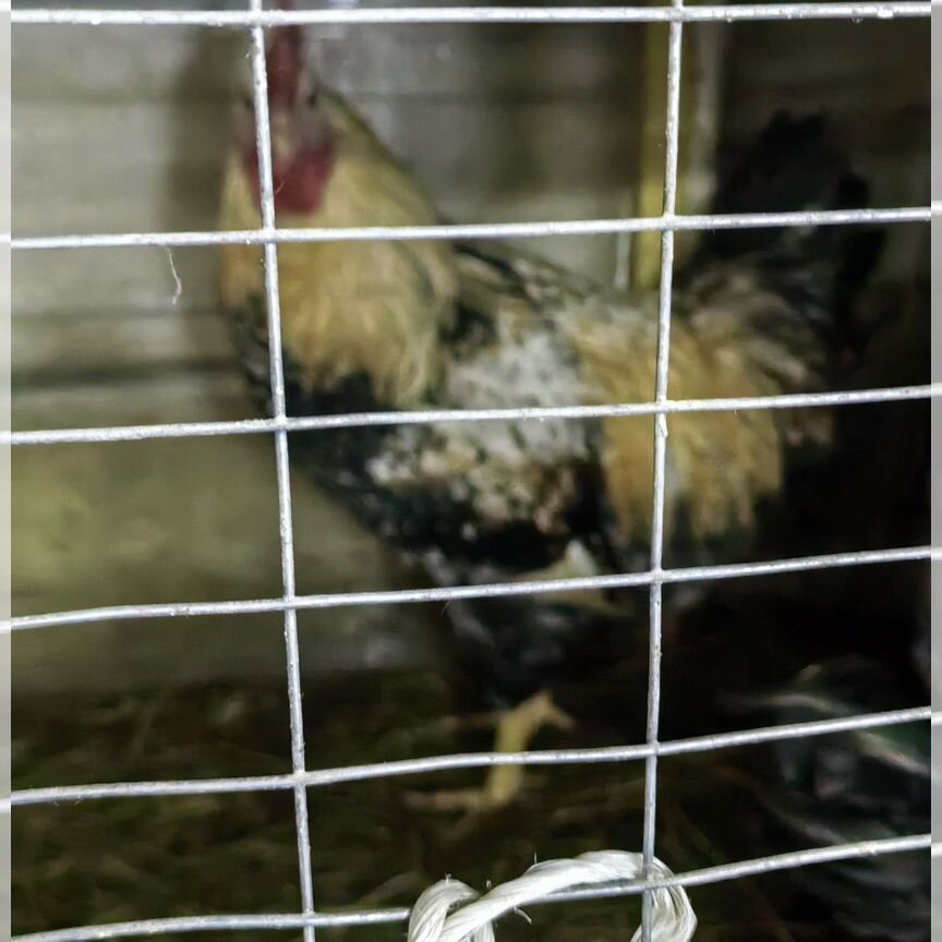 Молодые петушки