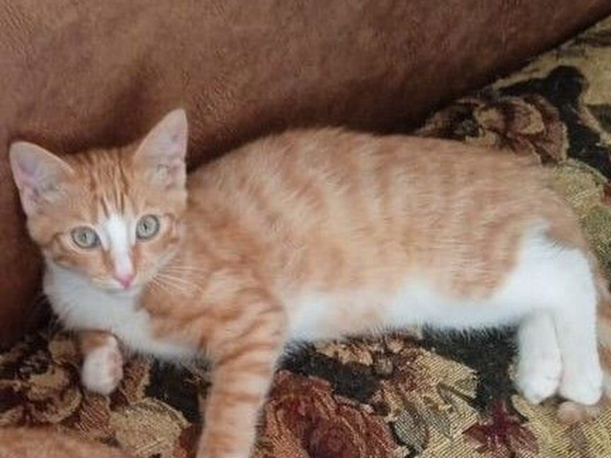 Рыжий котёнок котик в добрые ручки