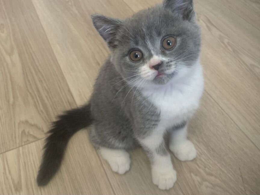 Британский котенок