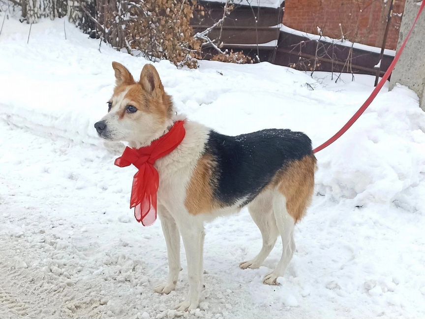 Злата
