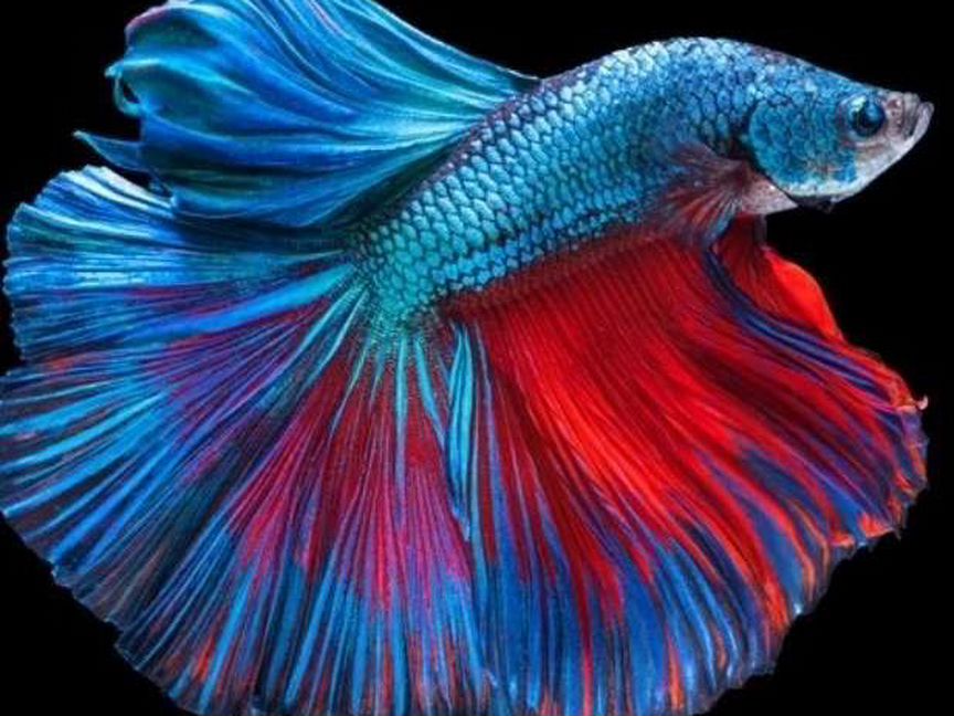 Петушки курочки супердельта