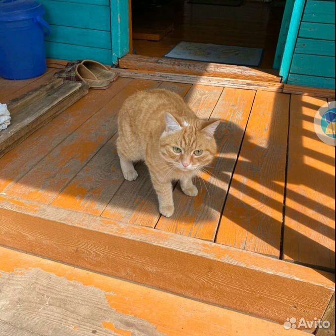 Породистый рыжий котенок бесплатно в добрые руки