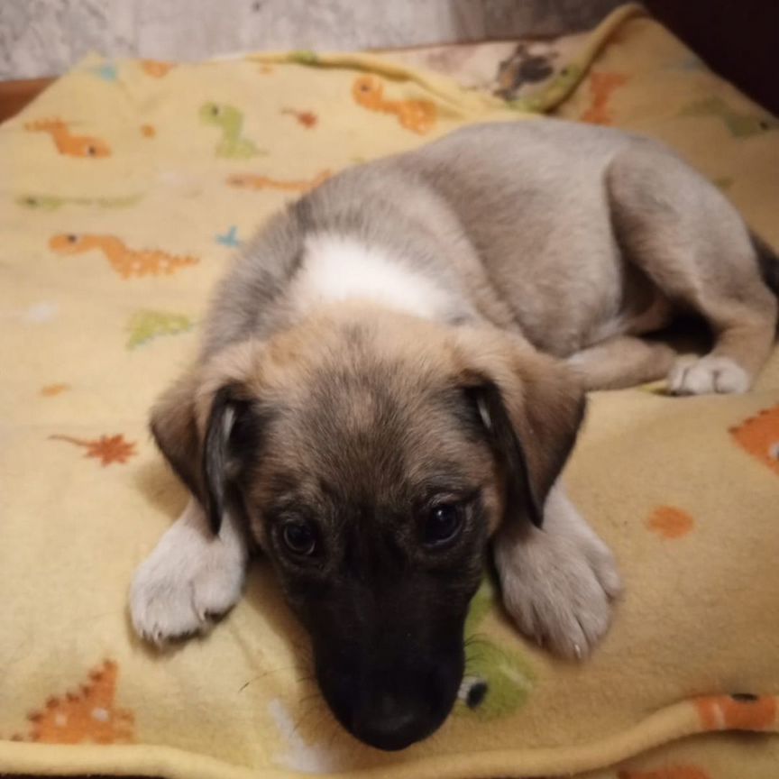 Отдаём щеночка