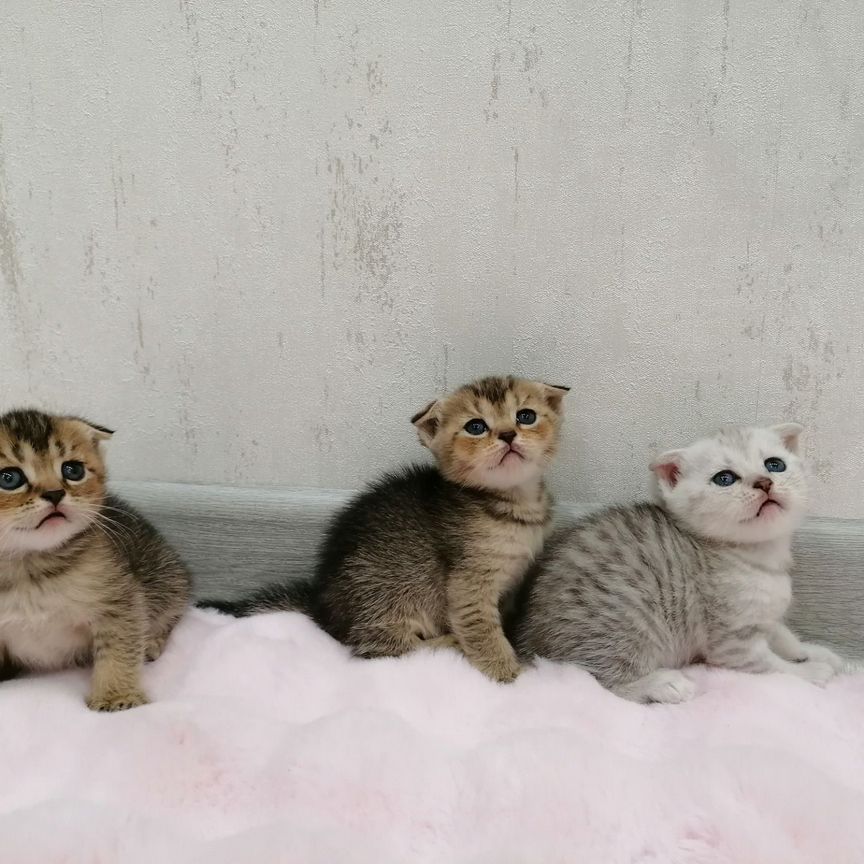 Котята Шотландская вислоухие