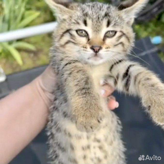 Саванна ф6 мальчик