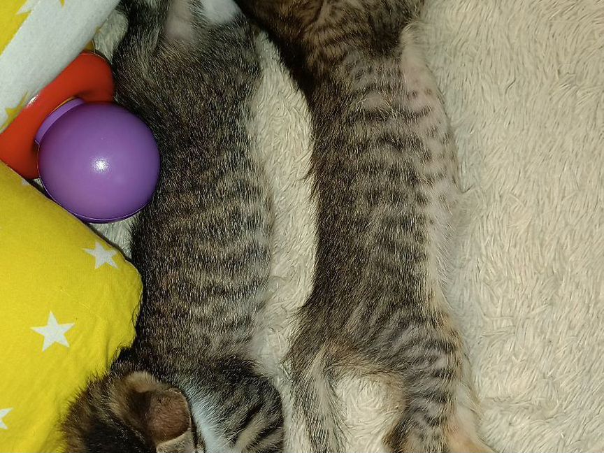 Котята в добрые руки