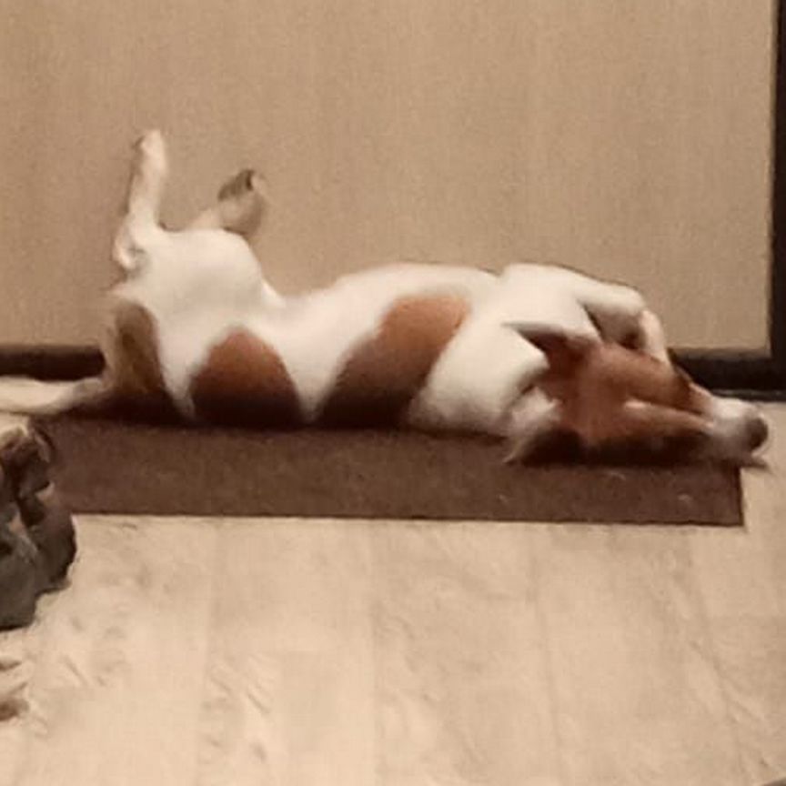 Джек-рассел-терьер, взрослый пёс