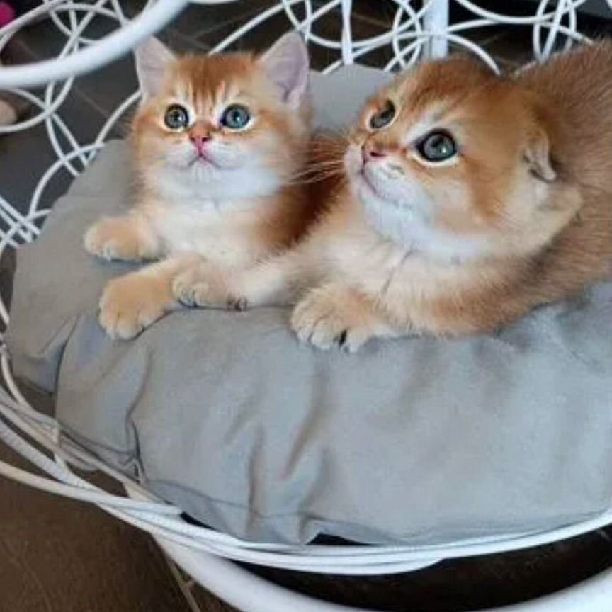 Шотландский вислоухий короткошёрстный котёнок