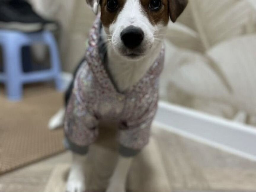 Зимний комбенезон для собак