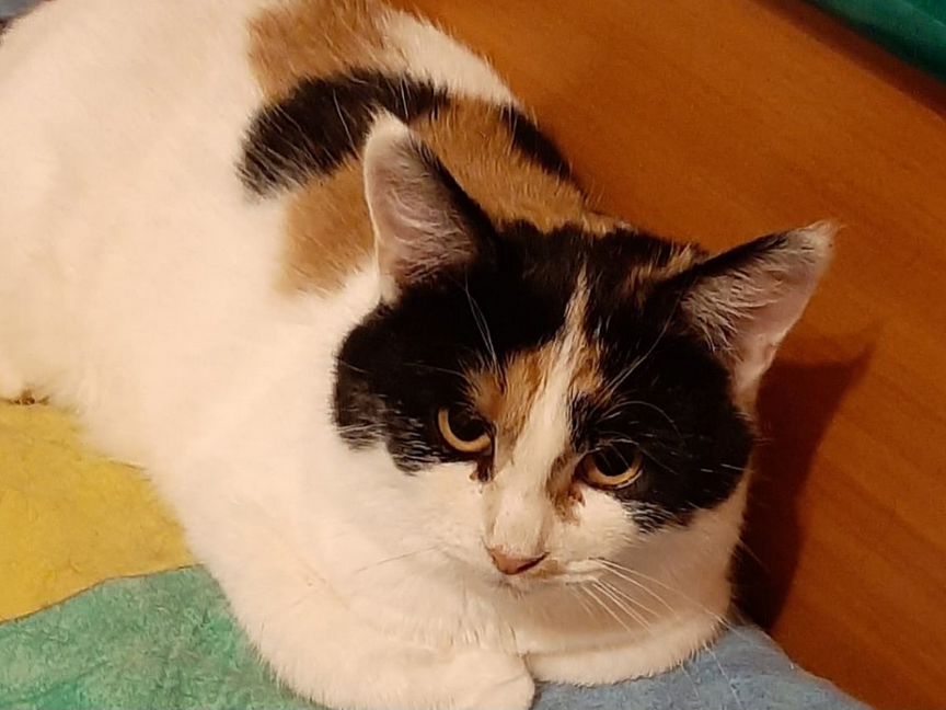 Юная трехцветная кошечка Ляля