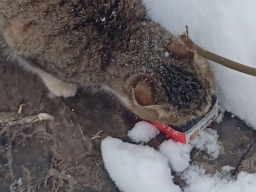 Кошечка на улице