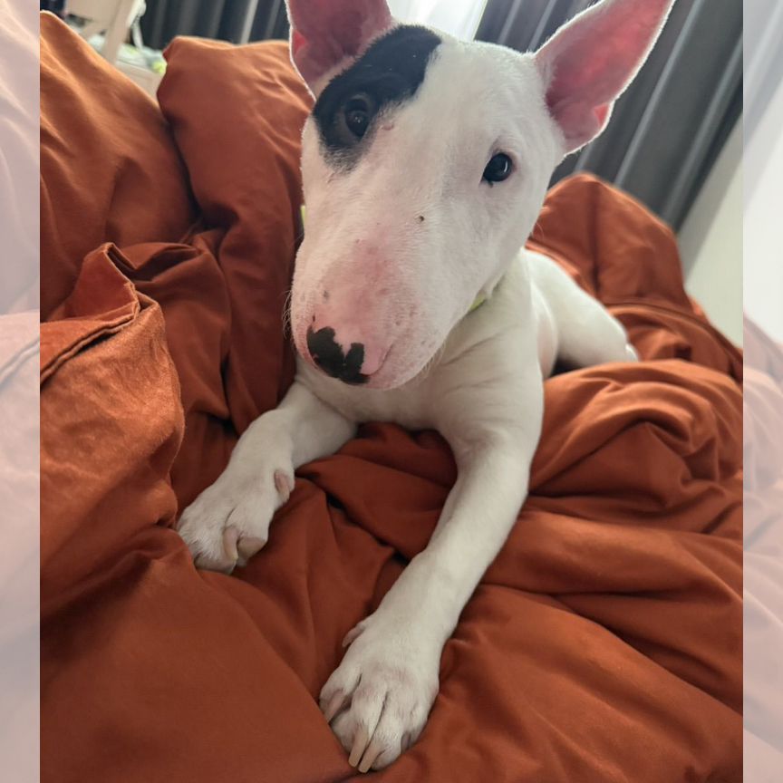 Мини-бультерьер, щенок