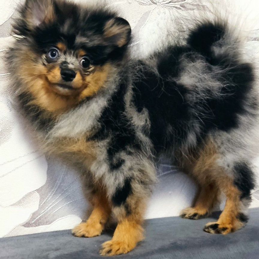 Померанский шпиц, щенок