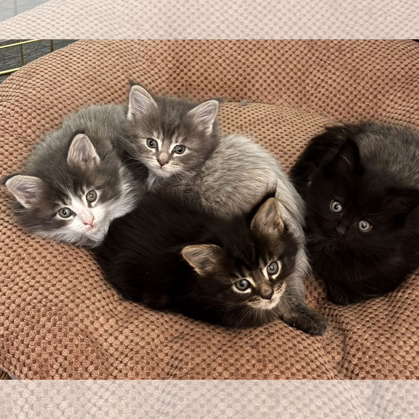 Мейн-кун котёнок