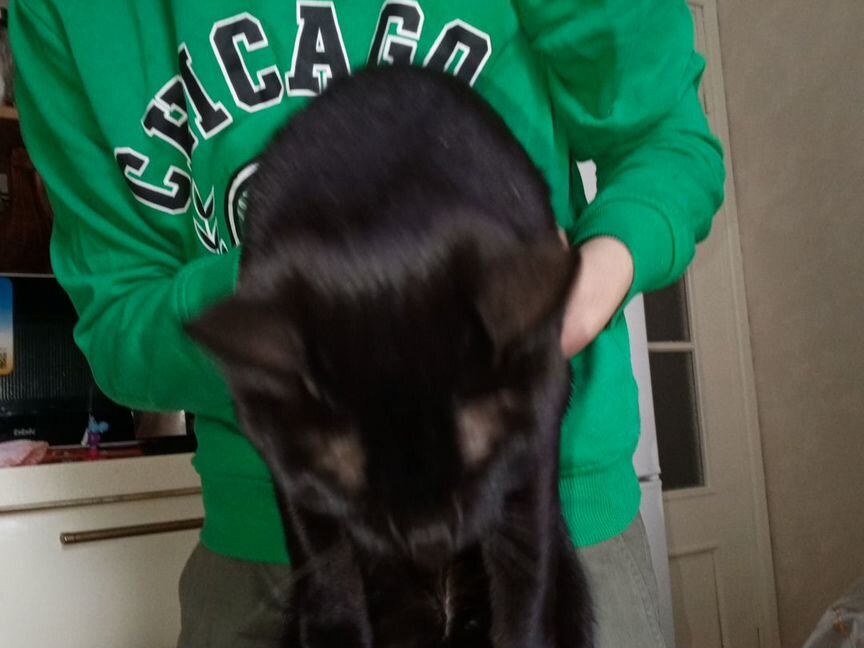 Сажик хороший кот, воспитанный