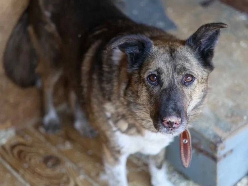 Собака ищет дом