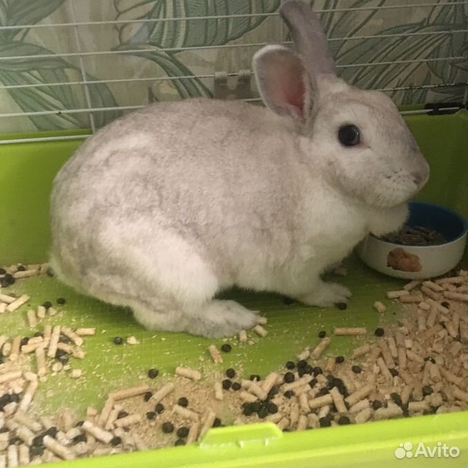 Продам 2 Декоративных кролика