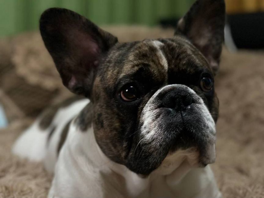 Французский бульдог
