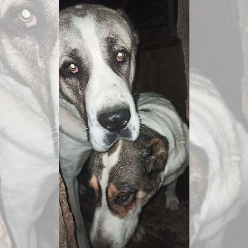 Среднеазиатская овчарка, щенок