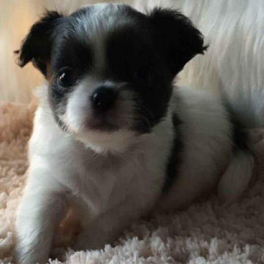 Чихуахуа, щенок