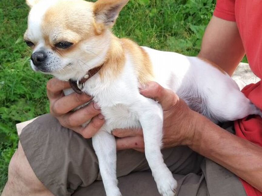 Чихуахуа. Вязка