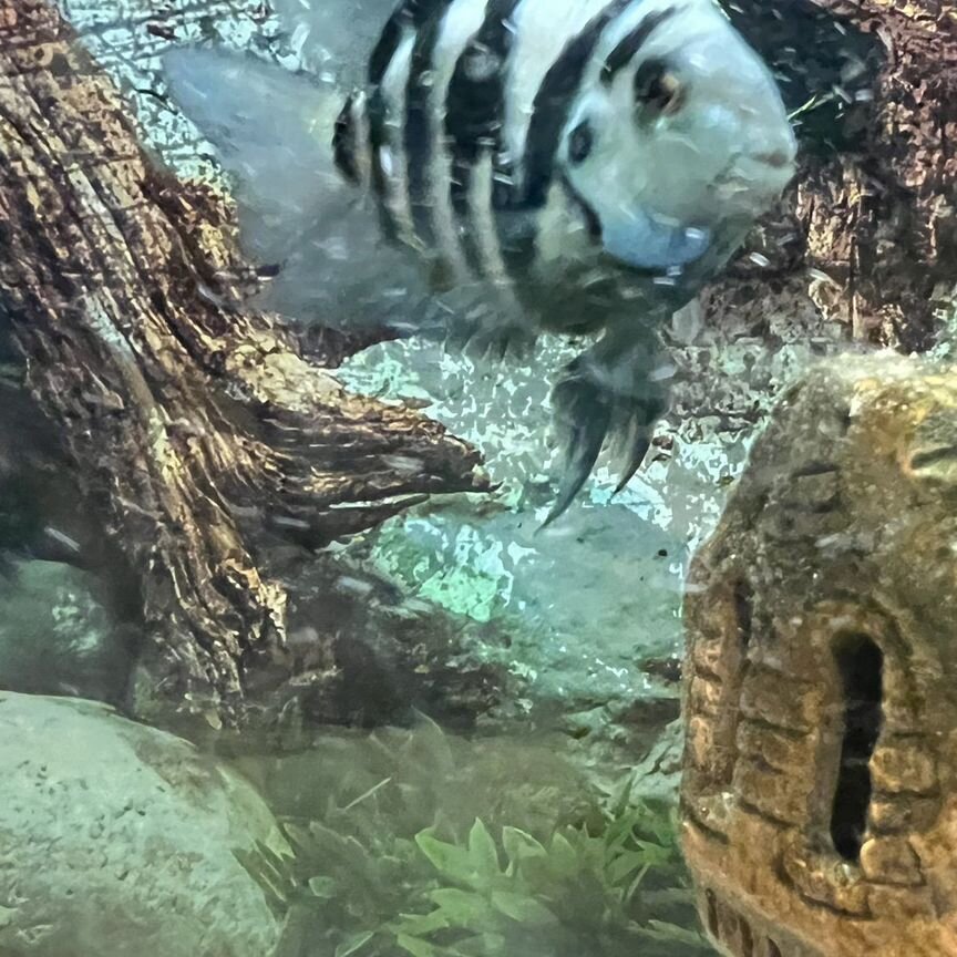 Аквариумные рыбки цихлиды