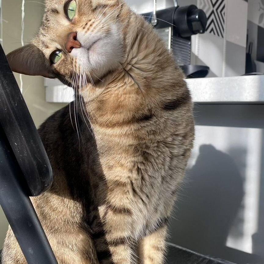 Отдам кошку в добрые руки бесплатно