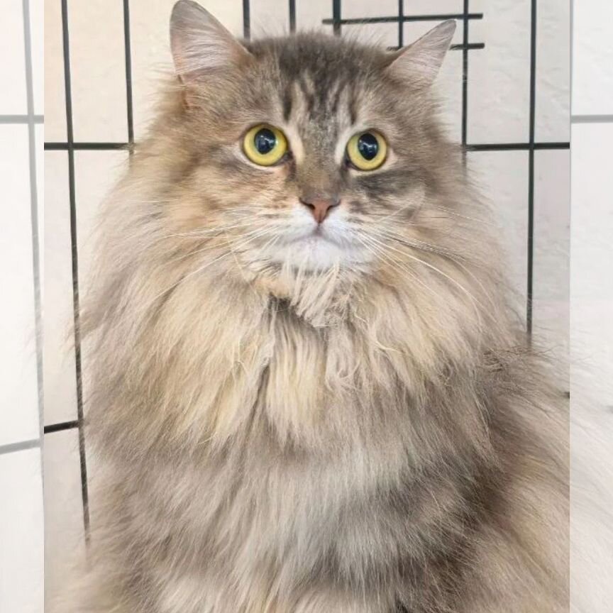 Взрослая, кошка в добрые руки