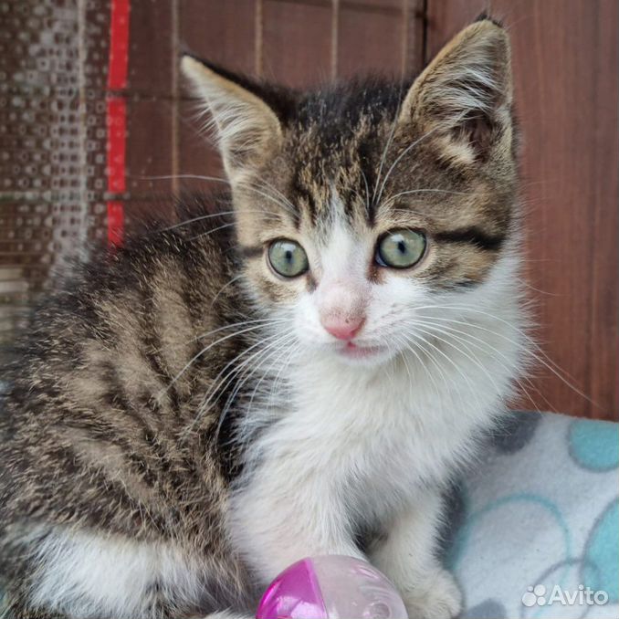 Малыша Мориса спасли из под колеса машины