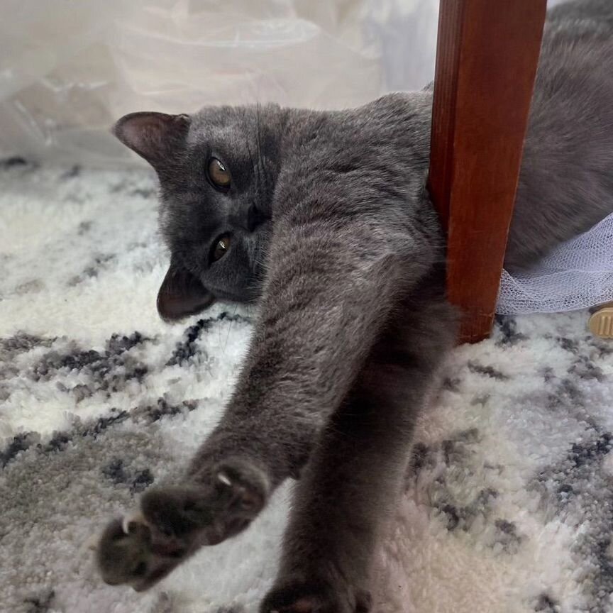 Кошка британская