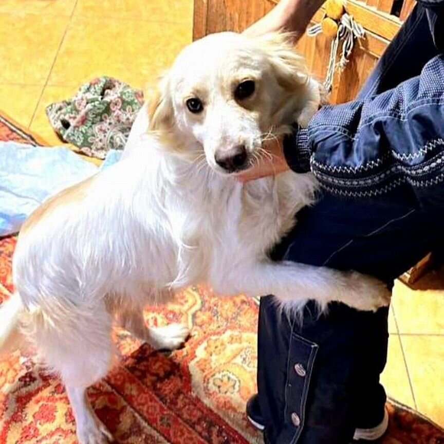 Добряк пёсик в дар